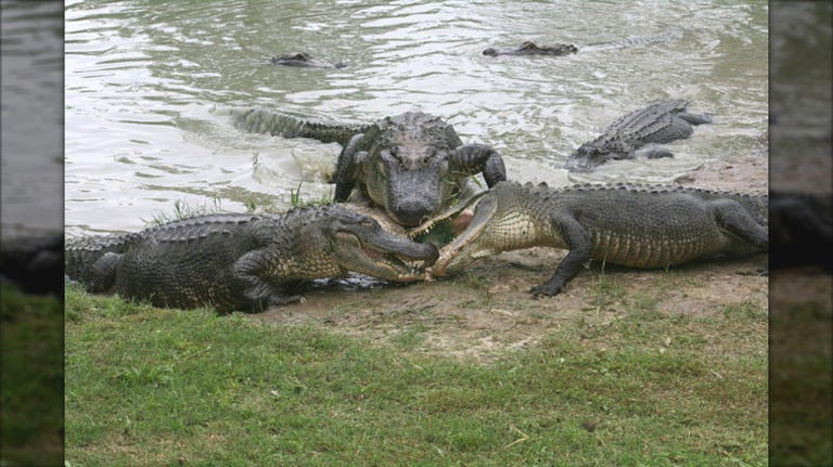 6 Best Places To See Alligators In Texas On Your Vacation