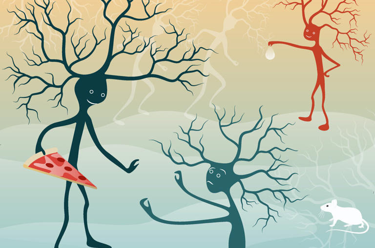 What drives our cravings for food and drink? Neurons in the amygdala ...