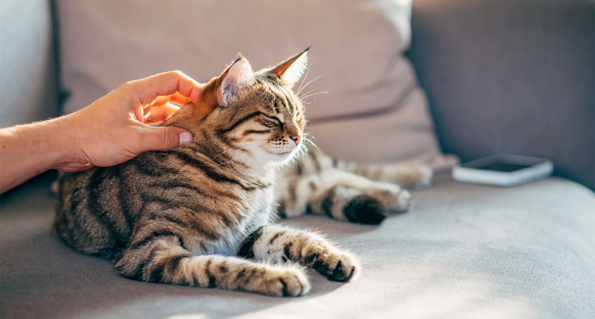 Cat Acne Is Real. Here's How to Help Your Little Bud