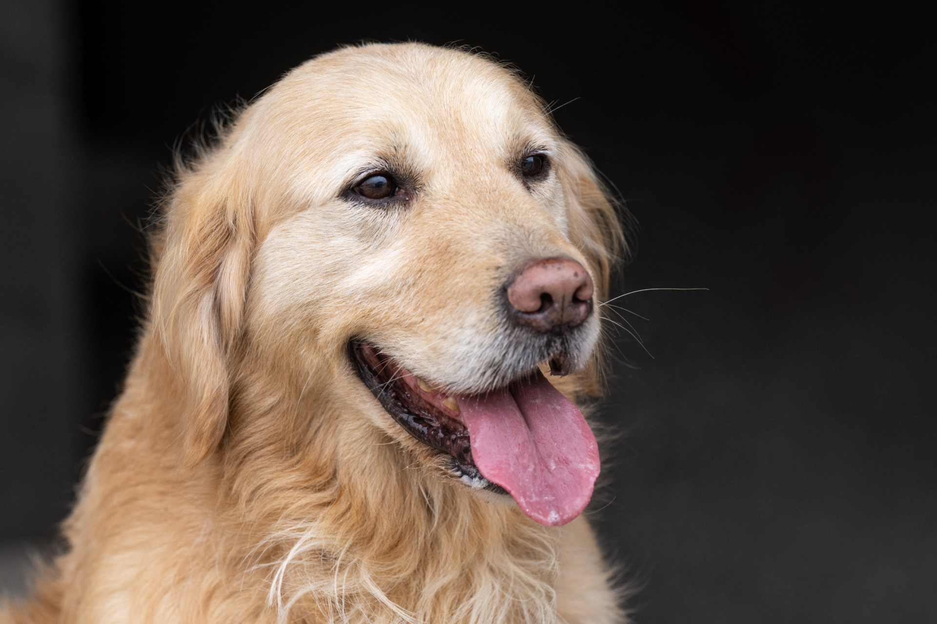 Las razas de perro más adorables: descubre el ranking definitivo
