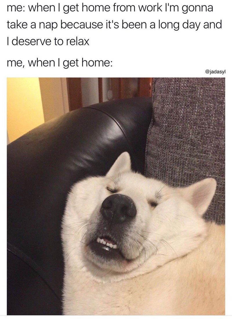 31 Wholesome Doggo Memes to Uplift Your Vibe from Moan-day to Monday