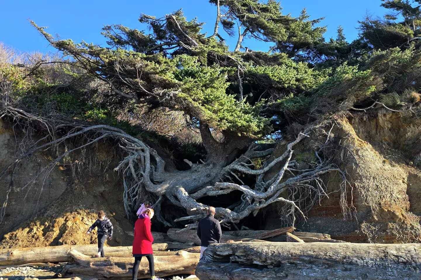 Kalaloch’s Tree of Life is nearing the end of its life