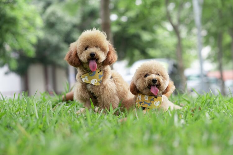 18 great dog breeds for seniors looking for a loyal companion