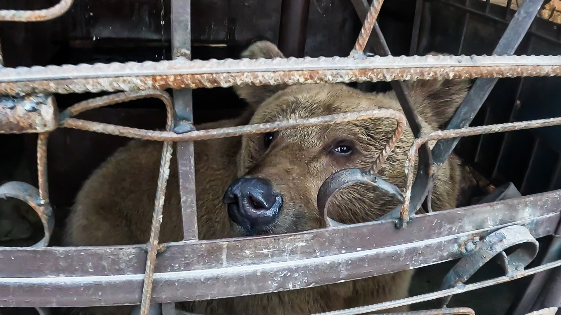 Bear rescued after two years in cage welded shut for 'entertainment'