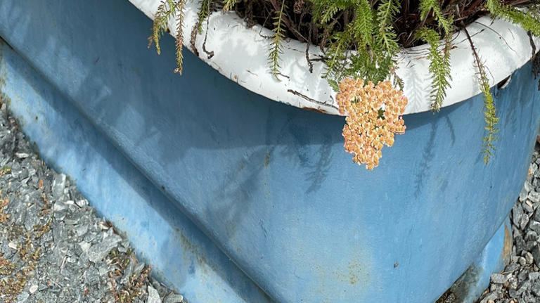 How To Divide And Control Yarrow (Plus Other Tips For Managing The Spread)