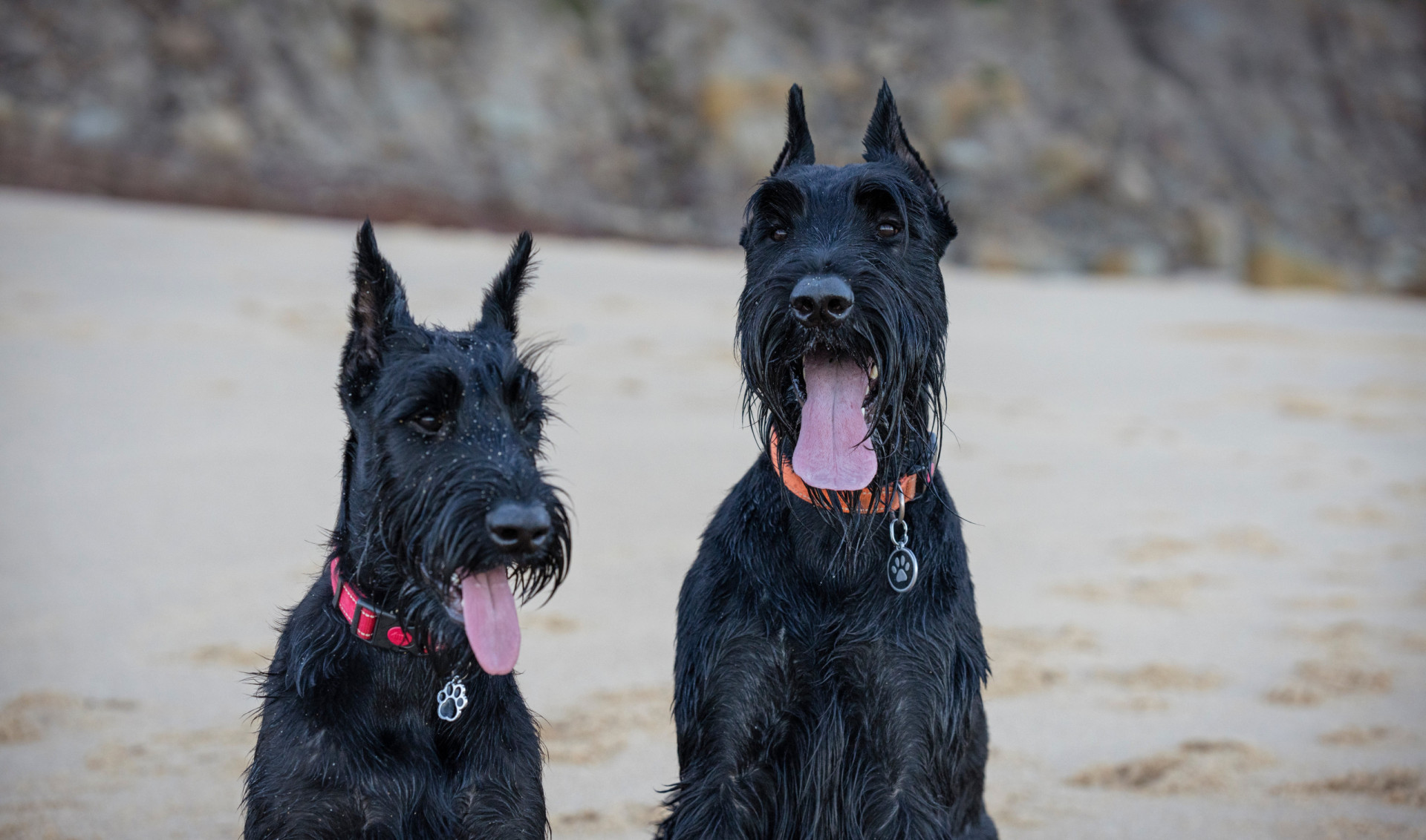 Which dog should you get based on your star sign?