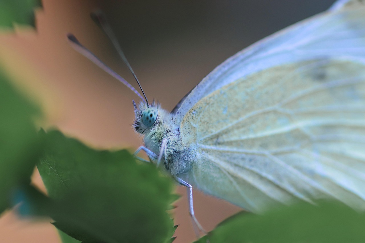 The Truth Behind Disappearing Butterflies