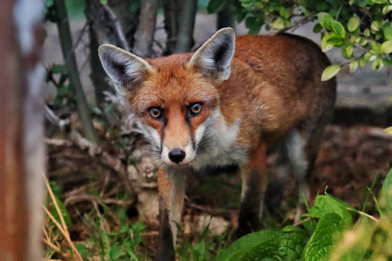 Enfield golf club apologises after 'fox massacre' authorised to take ...