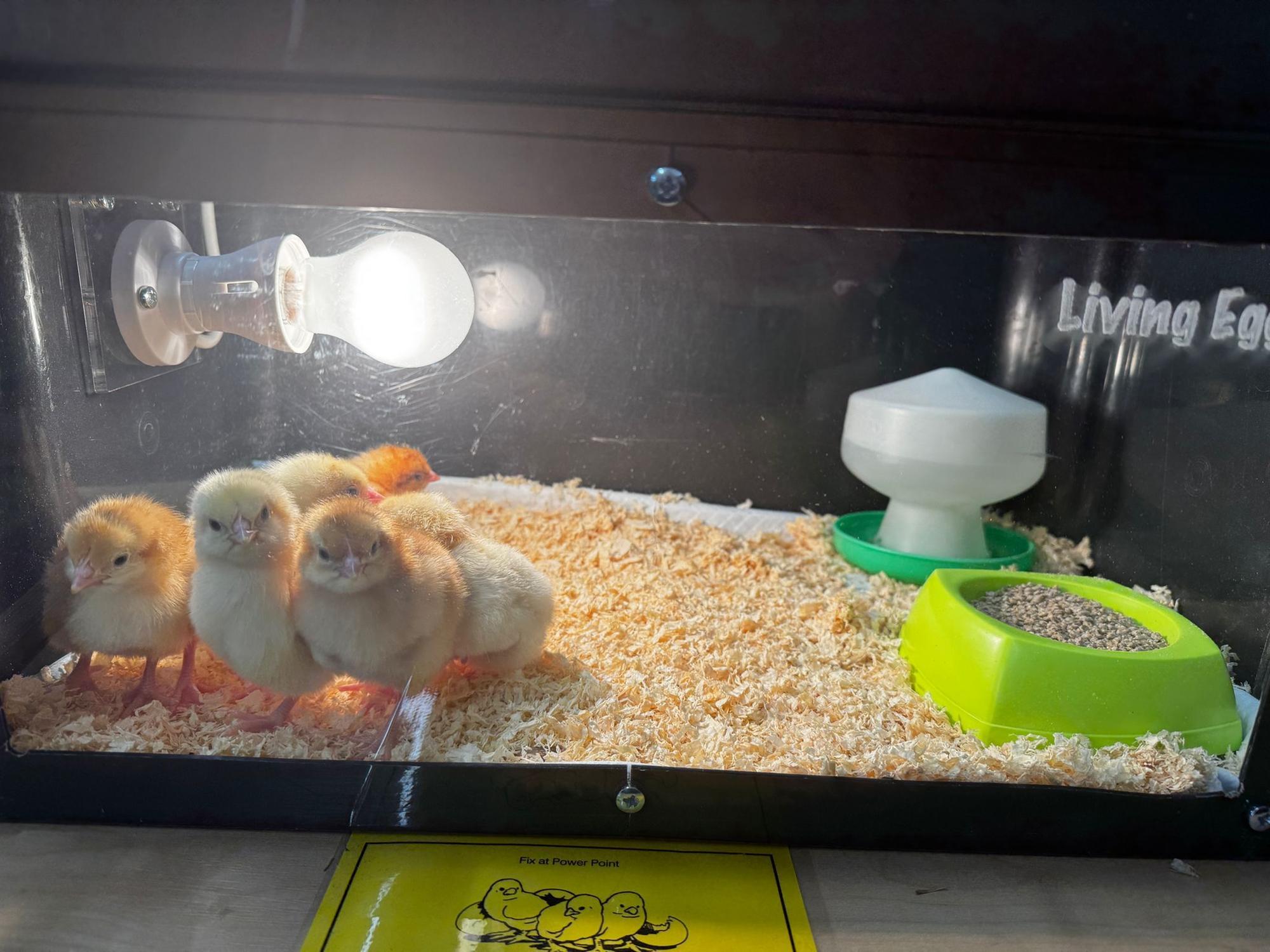 Sunderland school hatches plan to raise chicks this Easter