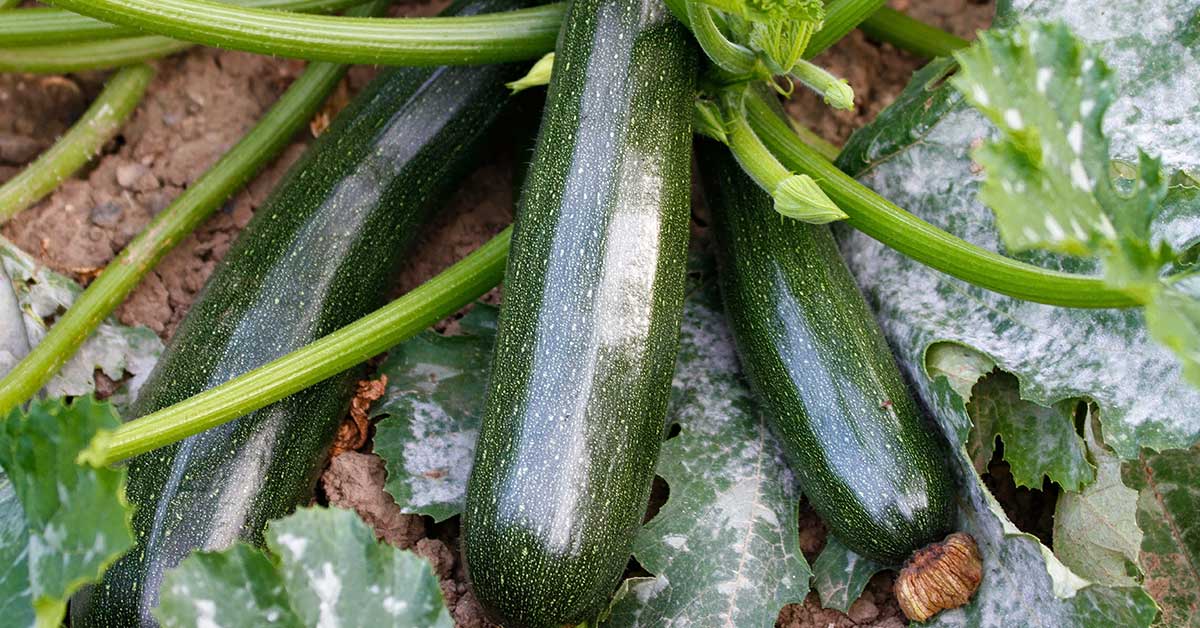 9 Signs That Your Zucchini Is Ready For Harvesting