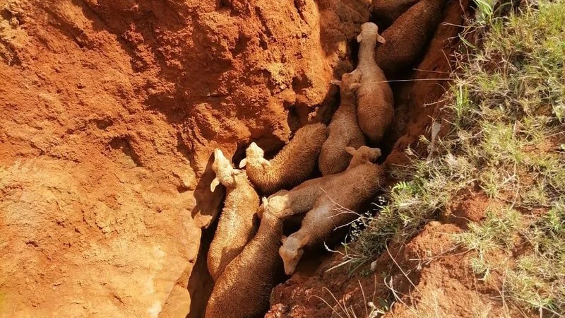 Woman shot, 200 sheep stolen in Eastern Cape farm attack