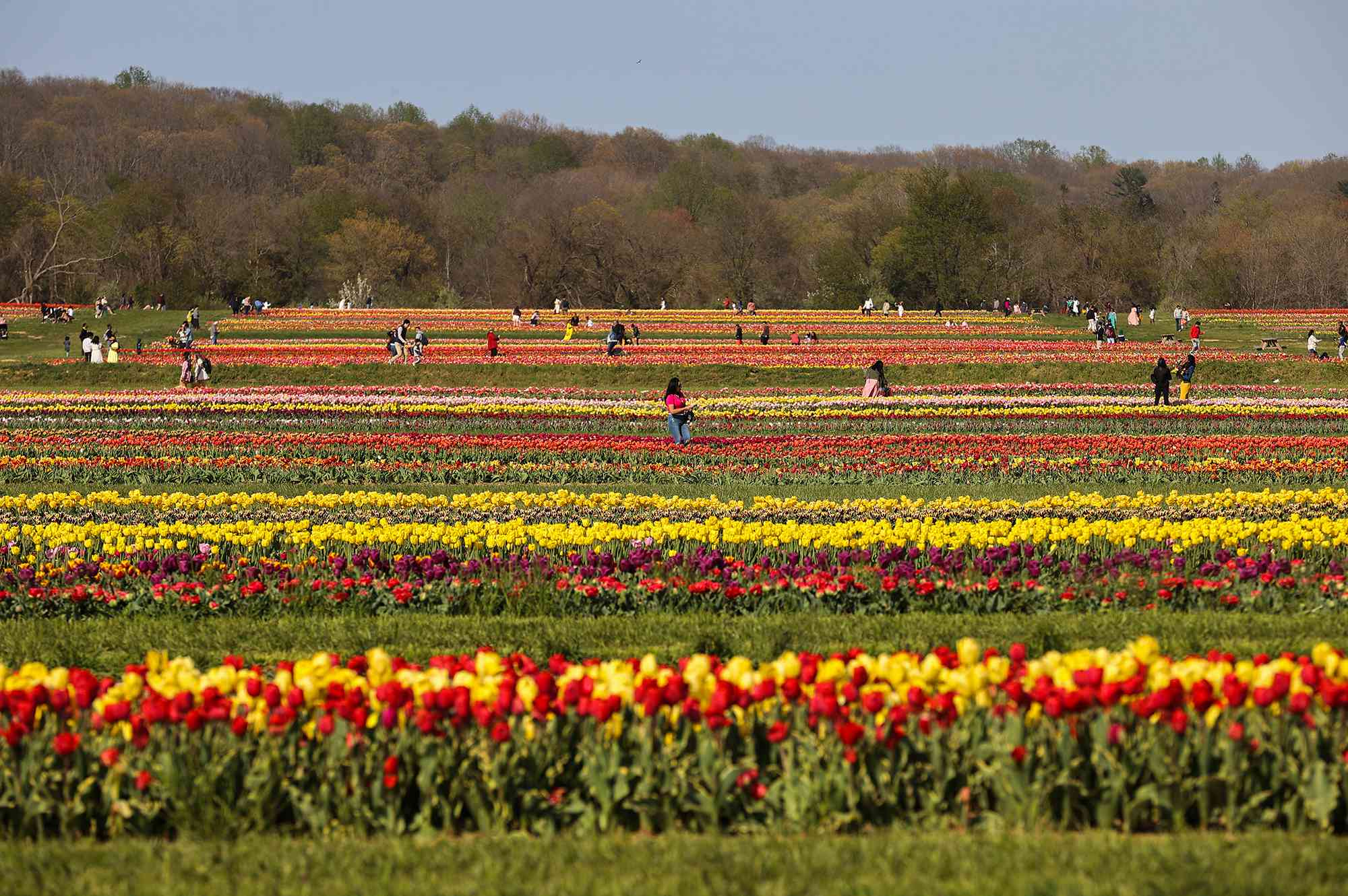 This New Jersey Farm Feels Like You’re in the Netherlands for Tulip ...