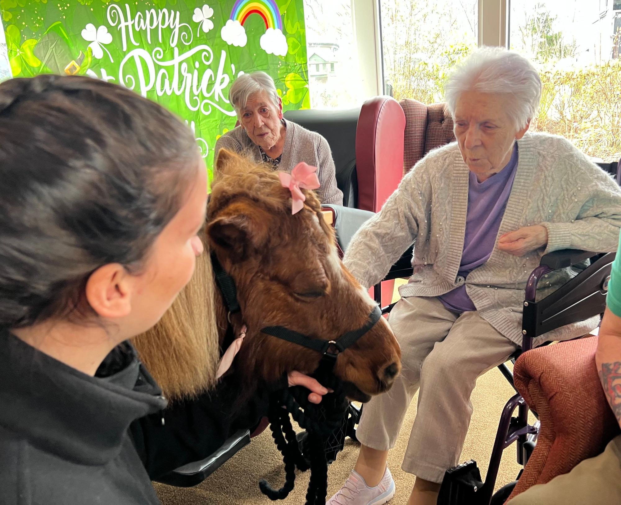 Care home residents welcome Shetland ponies' visit
