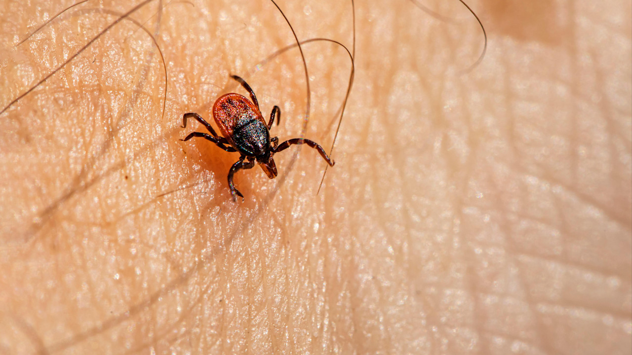 Spot, remove, act: Your quick guide to tick safety