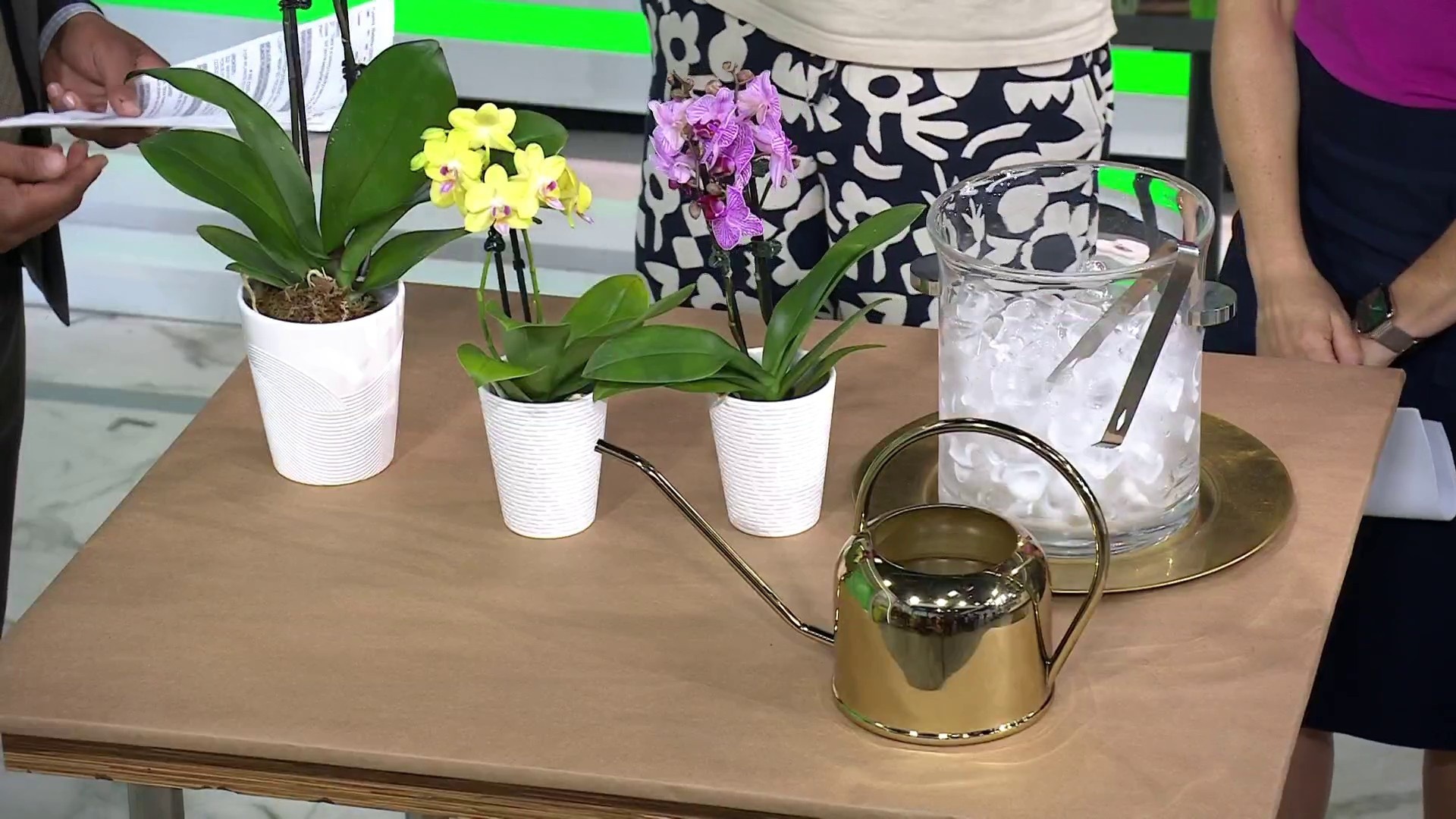 Can I water my plants with ice? Expert shares insight for spring