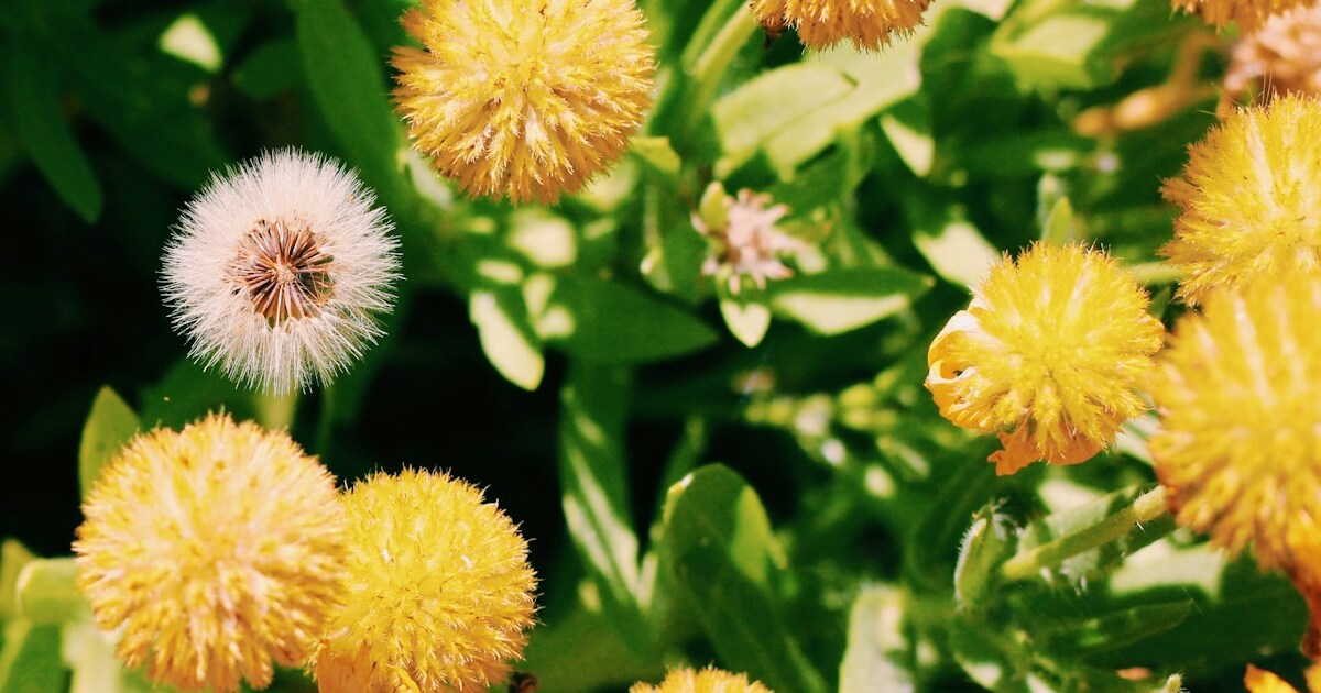 11 Reasons Why You Shouldn't Weed Out Your Dandelions