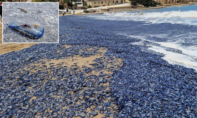 Mallorca beach is covered in slimy blue mass after bizarre natural event