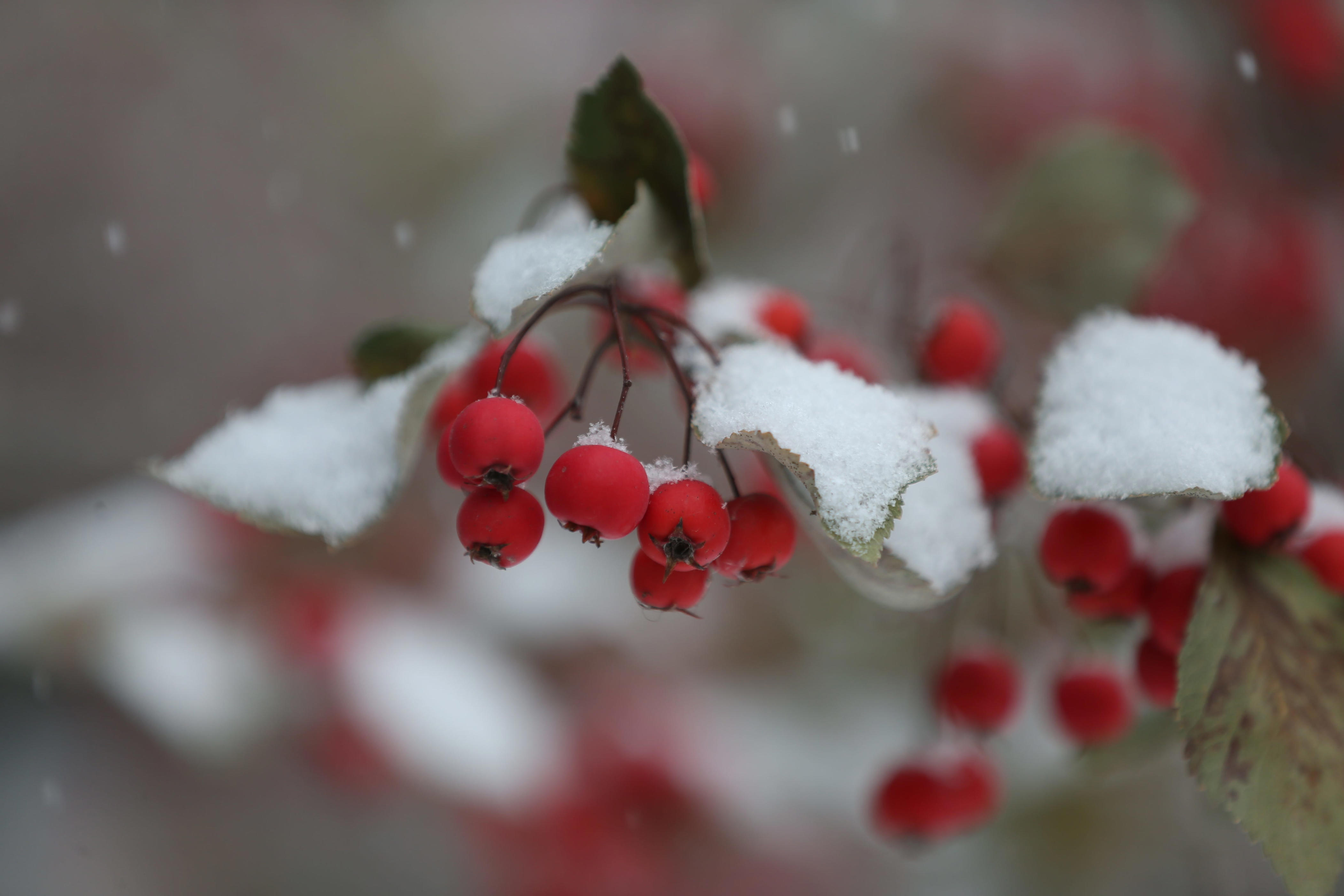 How much snow, rain did we get? See where Iowa snowfall totals Sunday ...
