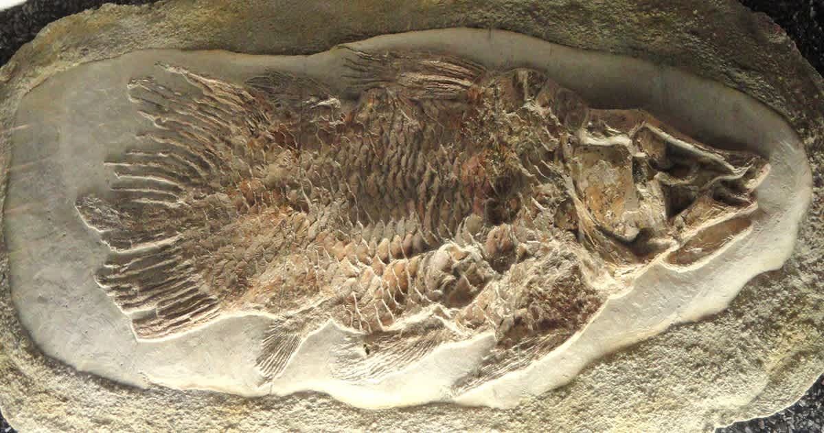16-Million-Year-Old Rare Fish Fossils' 'Detailed Preservation' Helped ...