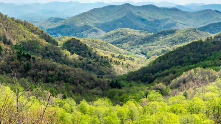 Environmental groups sue U.S. Forest Service over logging plan in ...