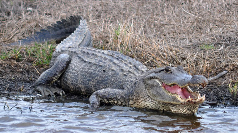 6 Best Places To See Alligators In Texas On Your Vacation