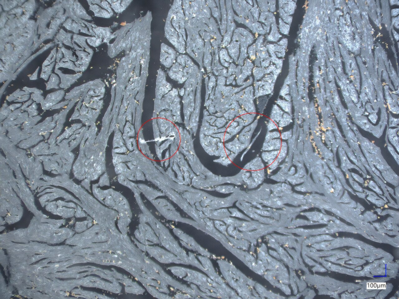 Microplastics found in the reproductive system of sea turtles