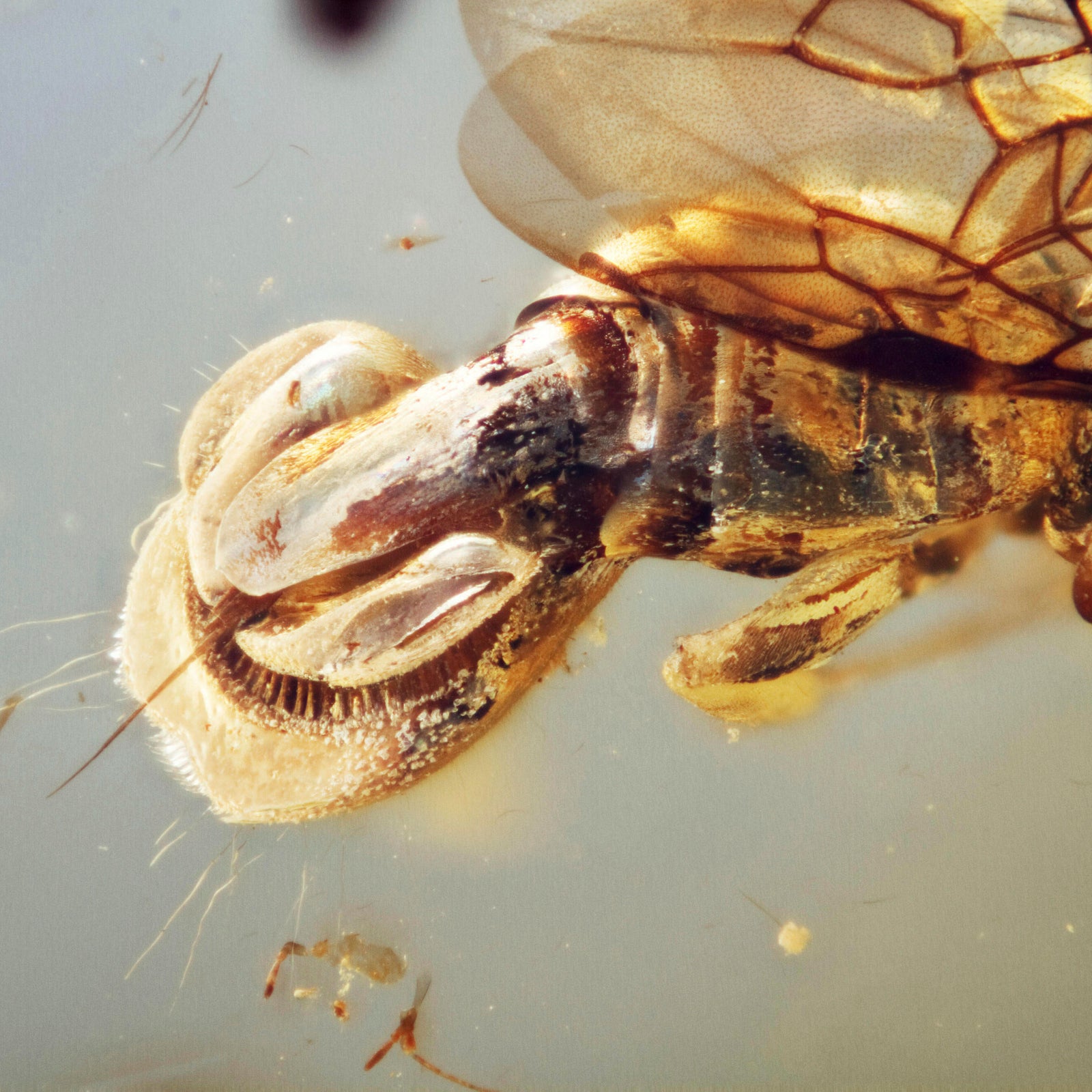 Ancient wasp snatched prey like Venus flytrap, scientists say
