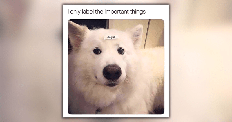 23 Impawrtant Doggo Memes You Should Know and Send to All Your Friends