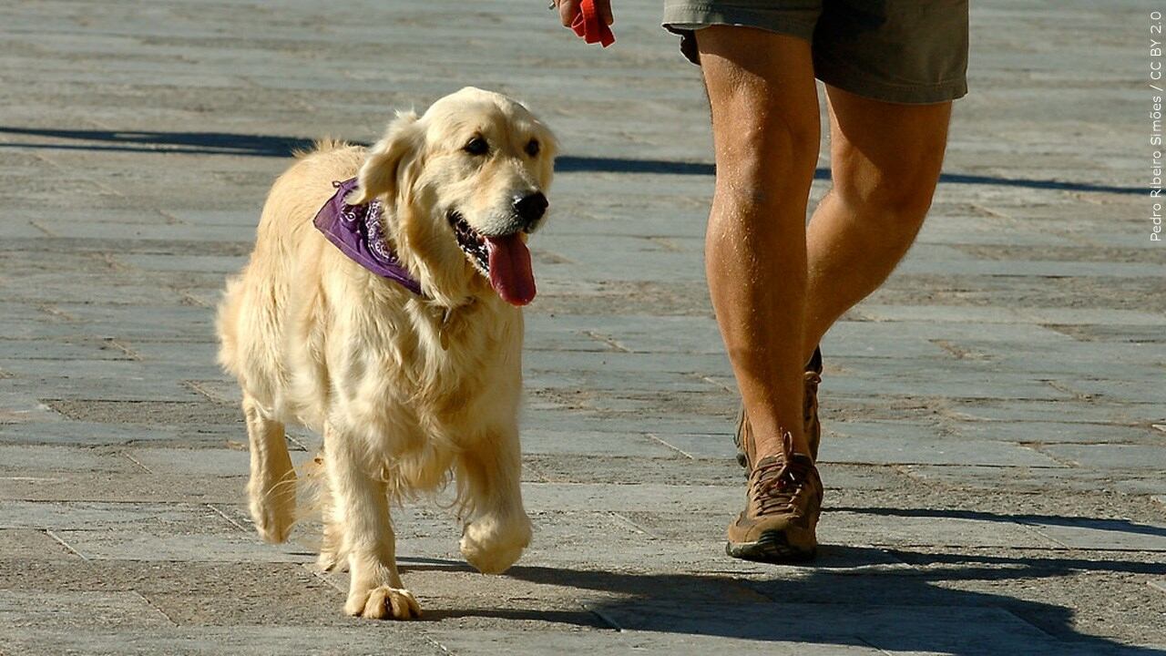 Good Question: Why do dogs’ tongues hang out?