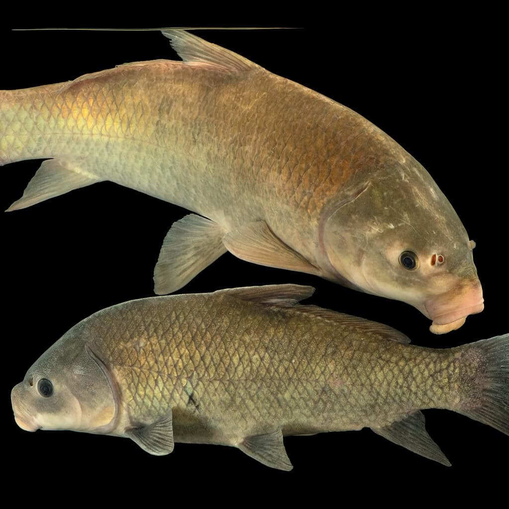 This Freshwater Fish Can Live Over 120 Years and Shows No Signs of ...