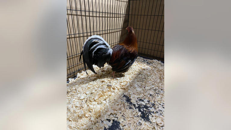 MAP: Where to see cherry blossoms in Montgomery County