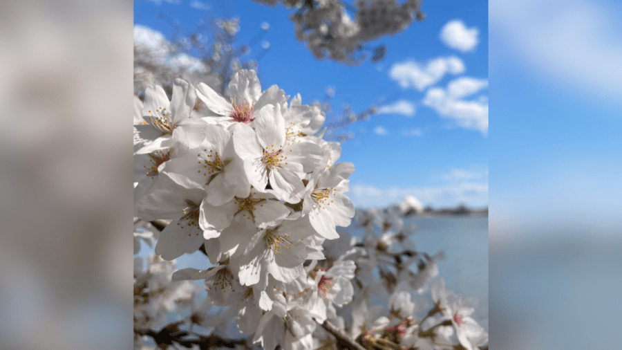 MAP: Where to see cherry blossoms in Montgomery County