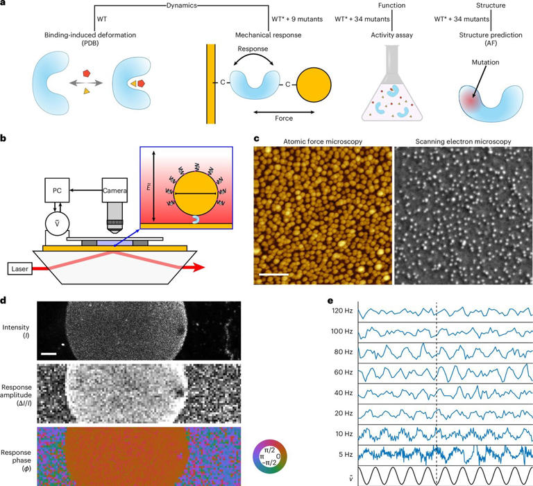 Unlocking the mechanics of life: Enzymes as soft, programmable nanobots