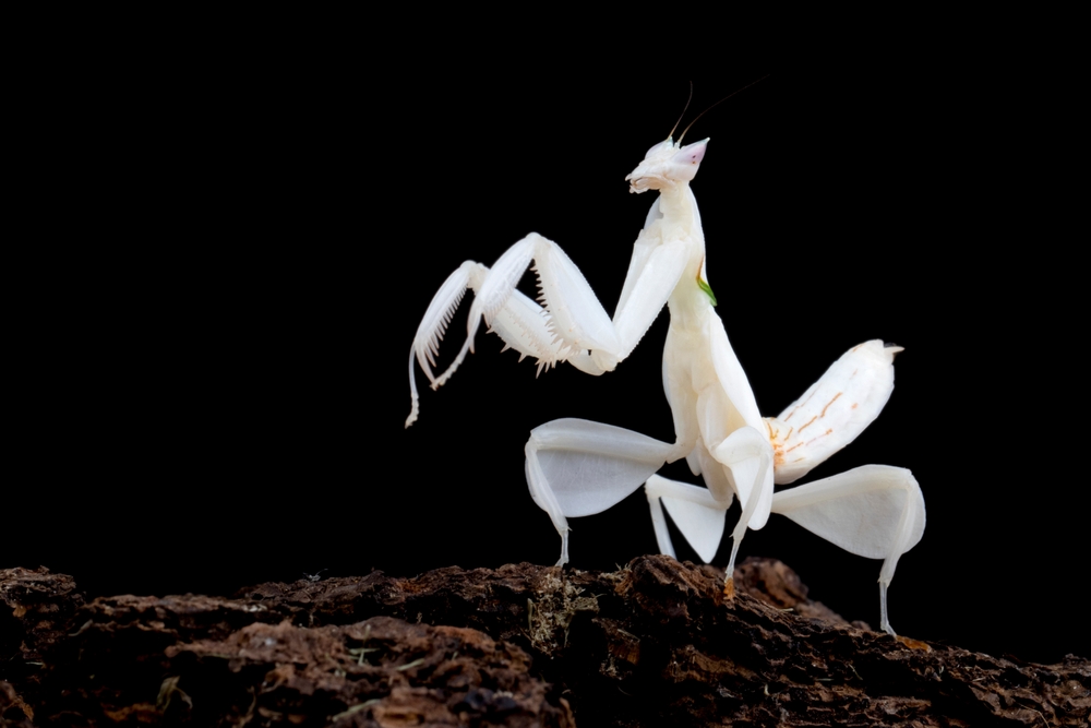 The Orchid Mantis: A Gorgeous Killer That Looks Just Like a Flower and ...