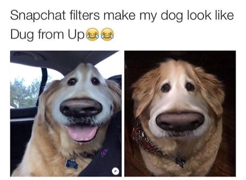 23 Impawrtant Doggo Memes You Should Know and Send to All Your Friends