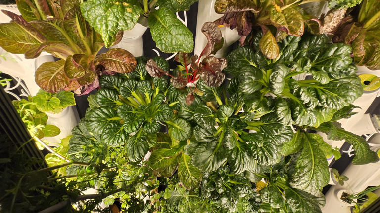 Hydroponics and Organic Nutrients: Everything You Need to Know