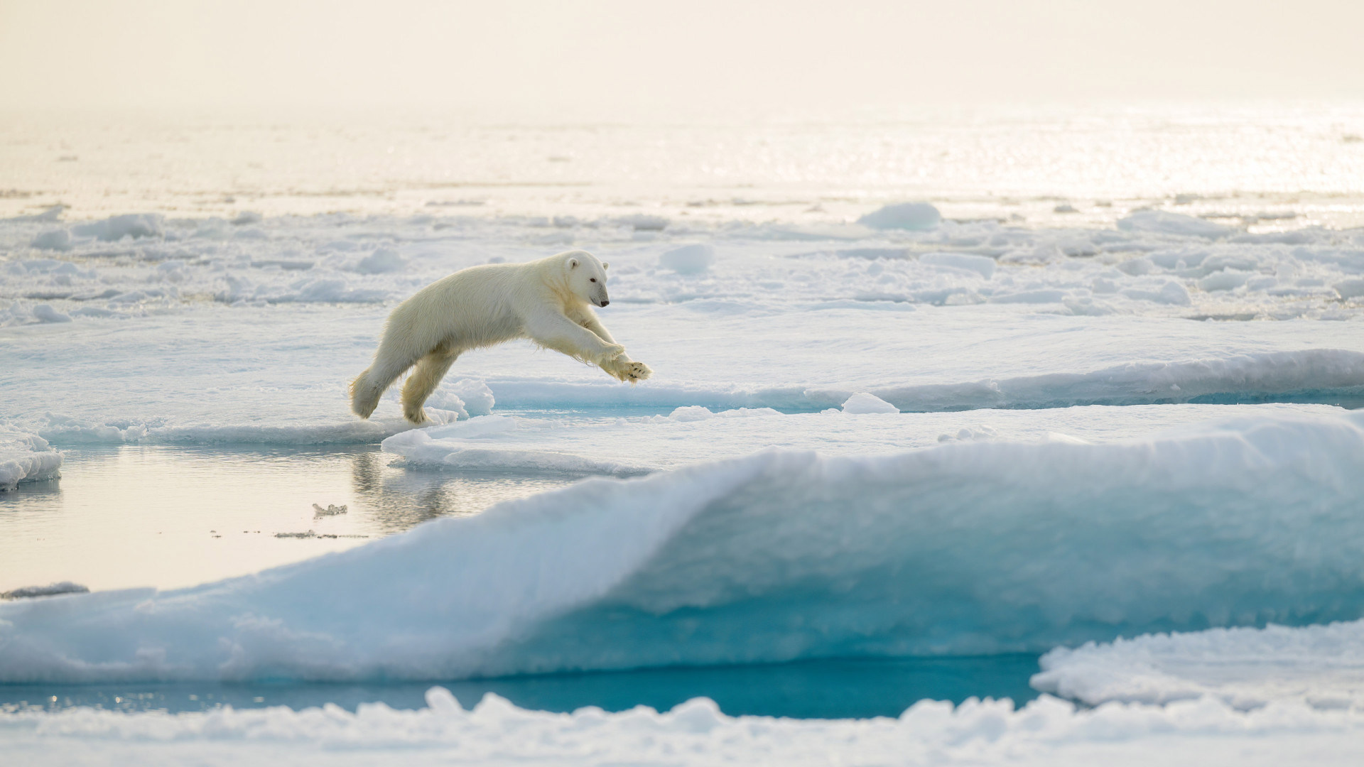 The majestic animals that call the Arctic home The majestic animals that call the Arctic home