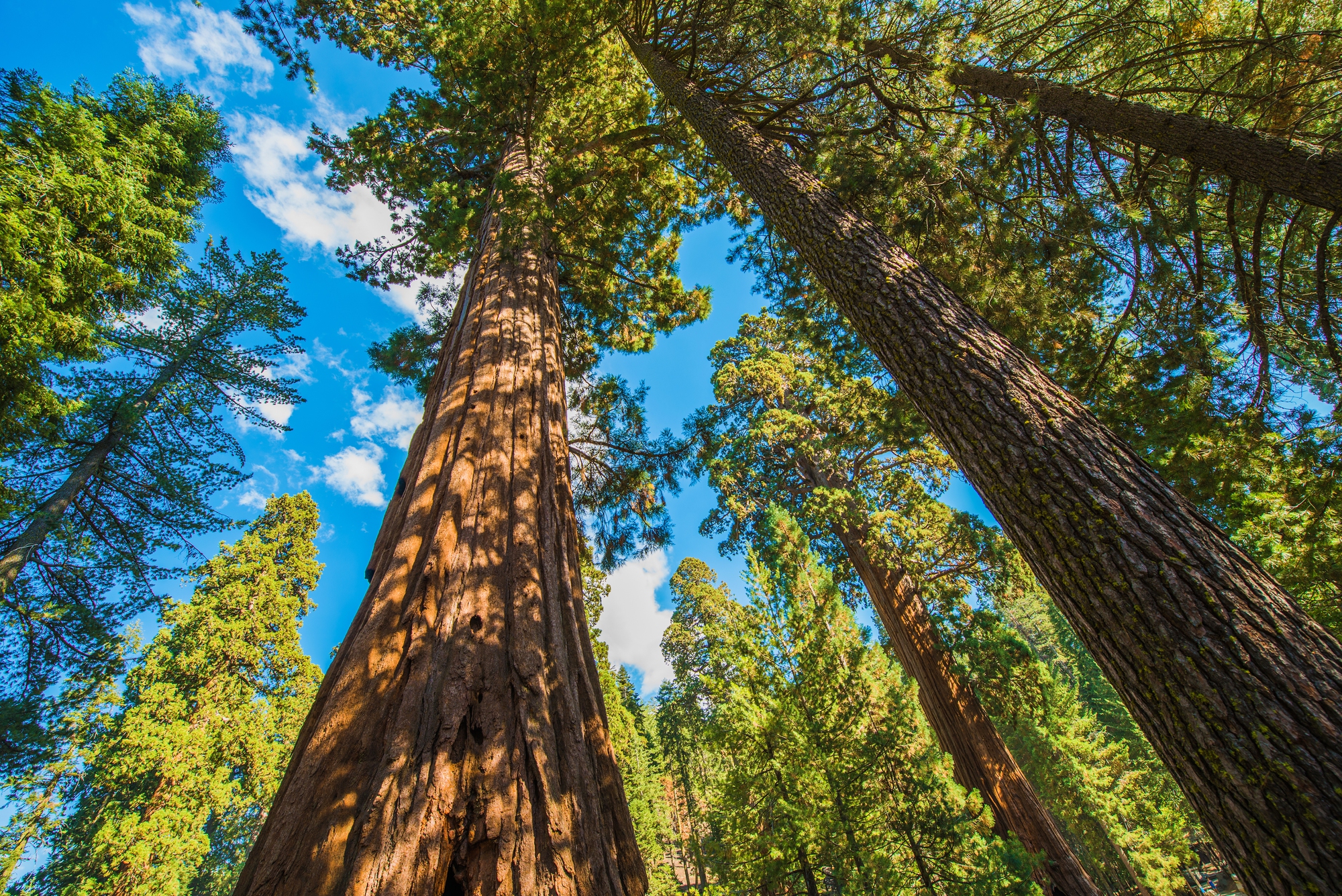 Best places to see giant sequoias in CA
