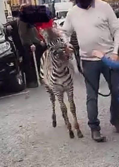 Outrage online as photos show zebra being brought into pub in Clare