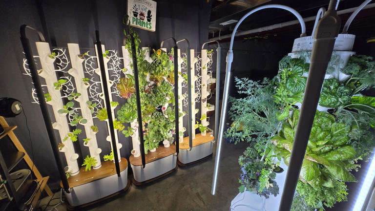 Hydroponics and Organic Nutrients: Everything You Need to Know