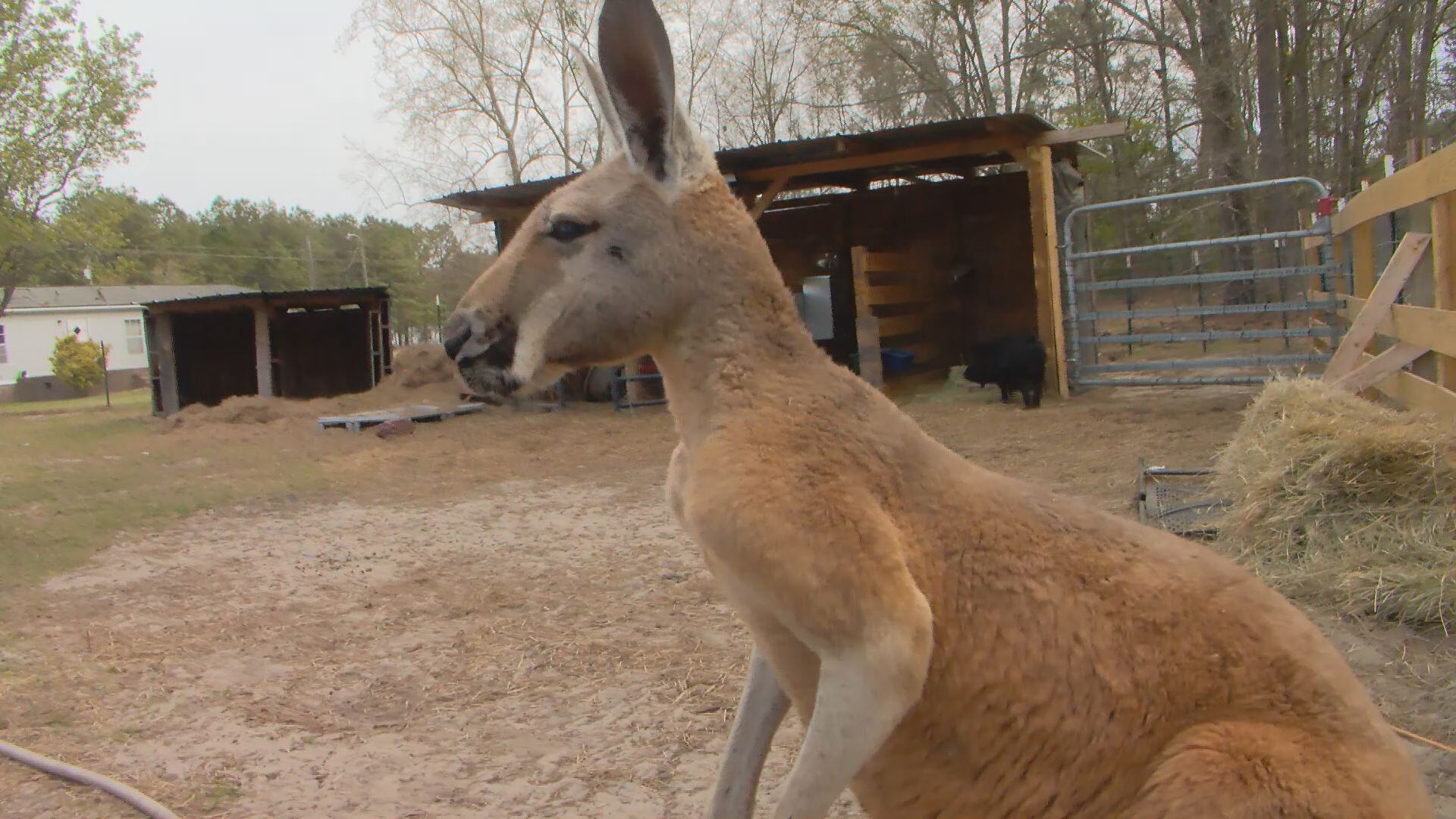 Is it legal to own a kangaroo in South Carolina? Here’s what a lawyer says