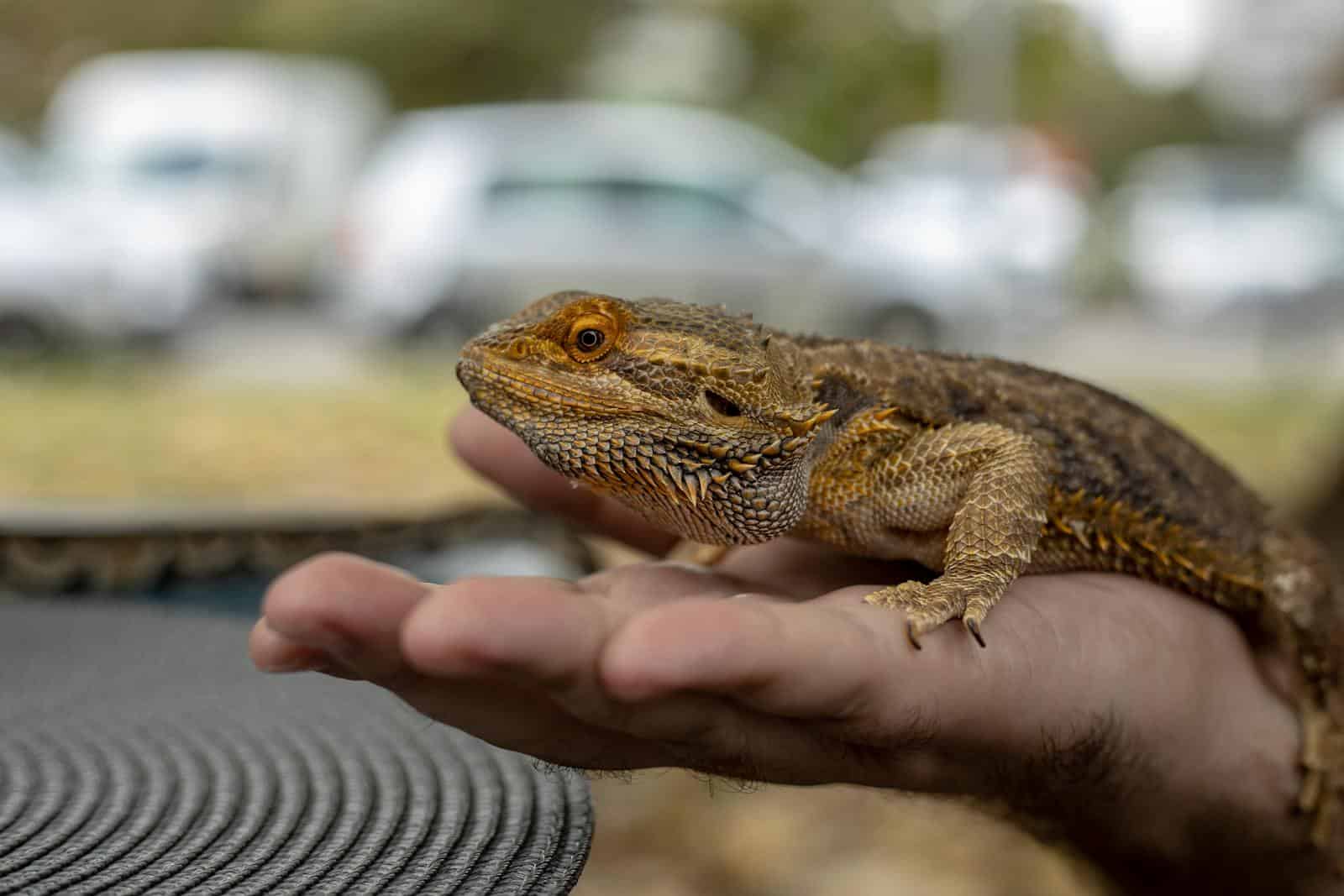 The Most Popular Pet Lizard in America Today
