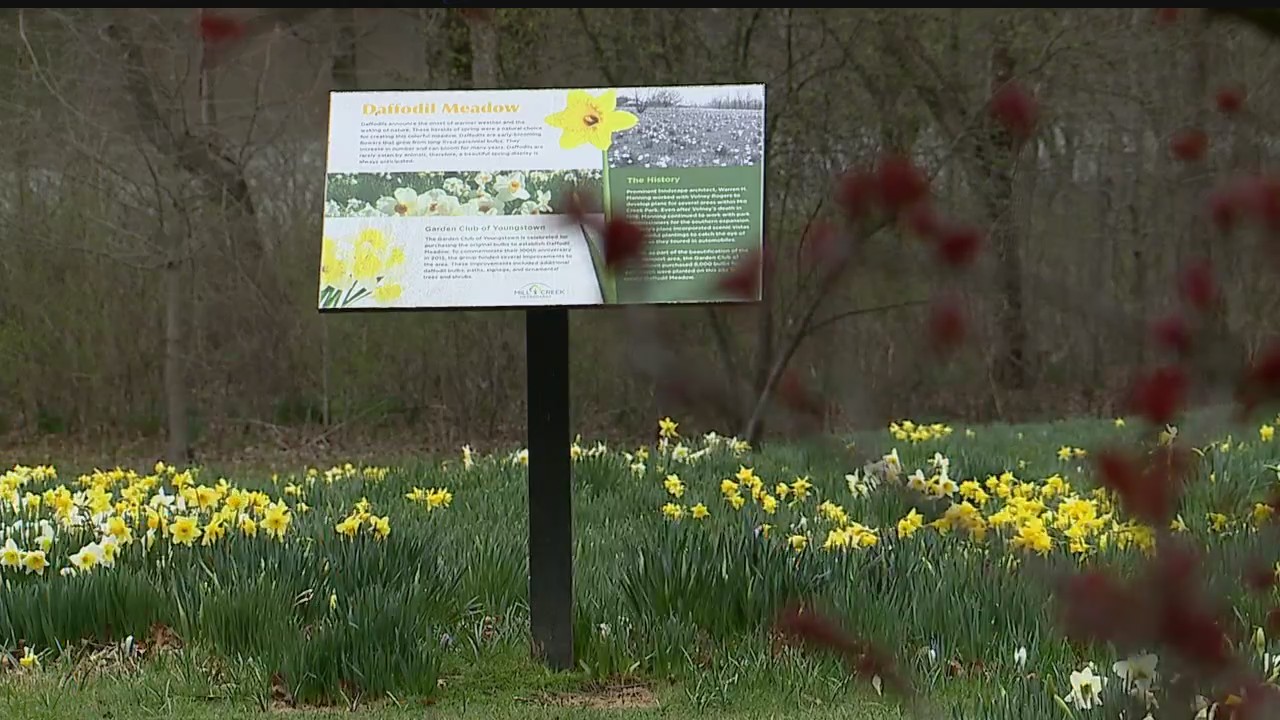 Daffodil Meadow in local park begins to bloom