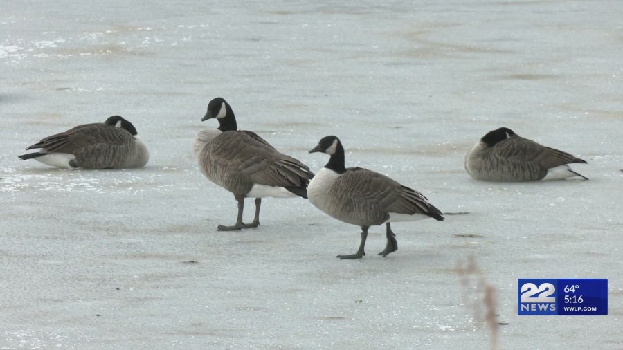 Spring migration to increase risk of spreading bird flu