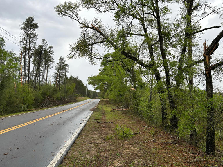 PHOTOS: Severe weather downs trees, snags power lines Monday in Leon County