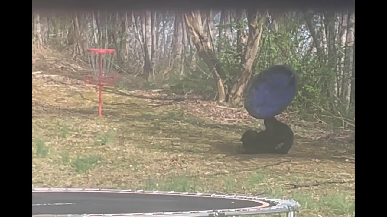 Bear Plays on Swing Until Interrupted by Man in Bear Costume