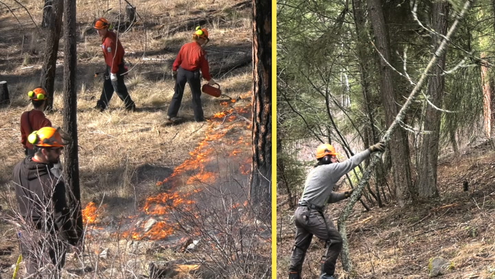 Wildfire mitigation in B.C.'s Okanagan Valley in full swing ahead of ...