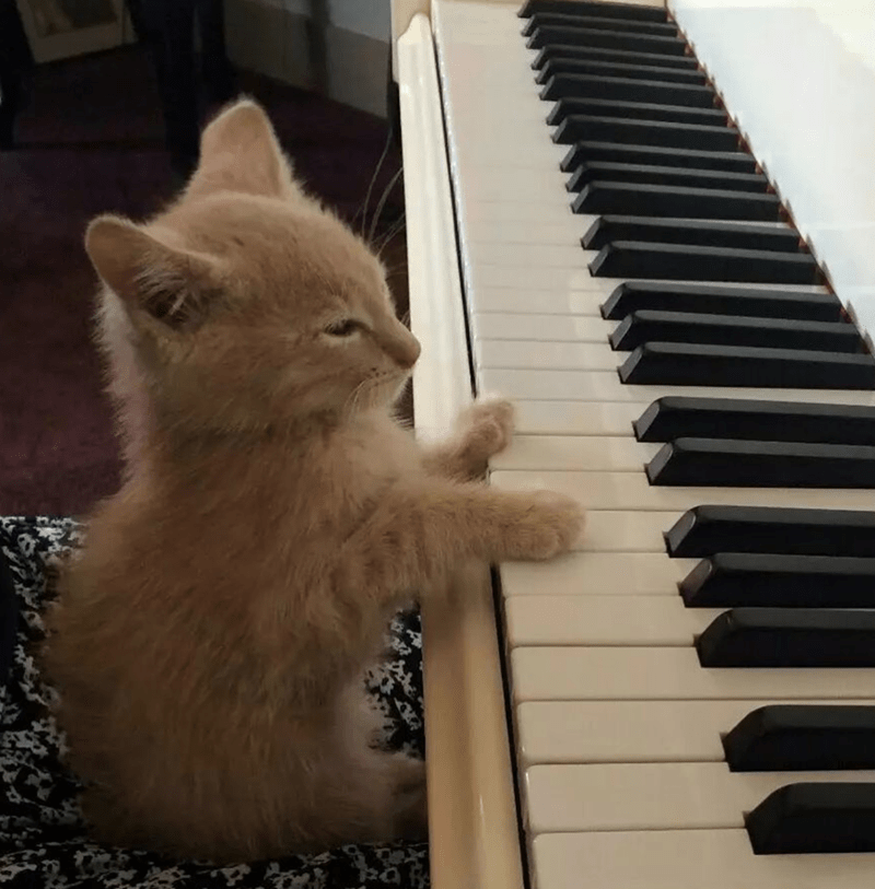 A Collection of Sugar-Sweet and Wonderfully Fuzzy Smol Animal Posts for ...