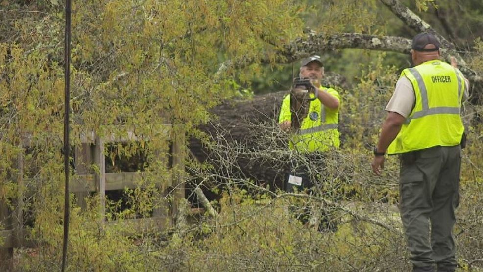 High winds topple massive oak tree onto Klondike Road in Escambia County