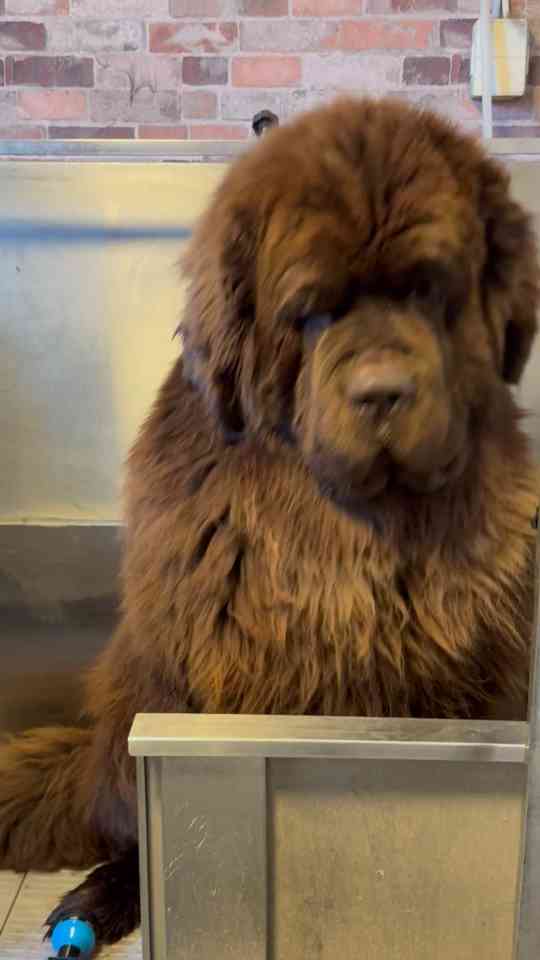 Giant Fluffy Dog Enjoys a Relaxing Bath